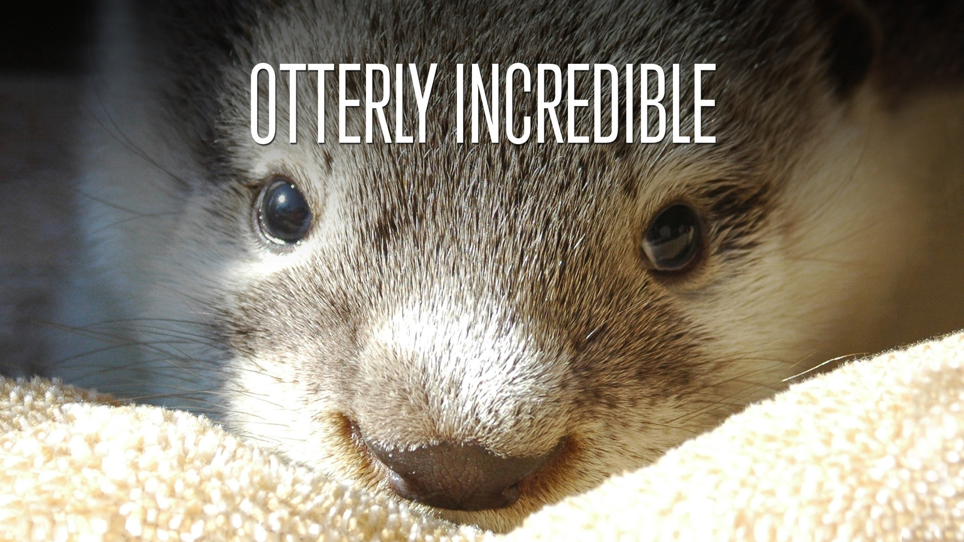 Otterly Incredible | AfroLandTV